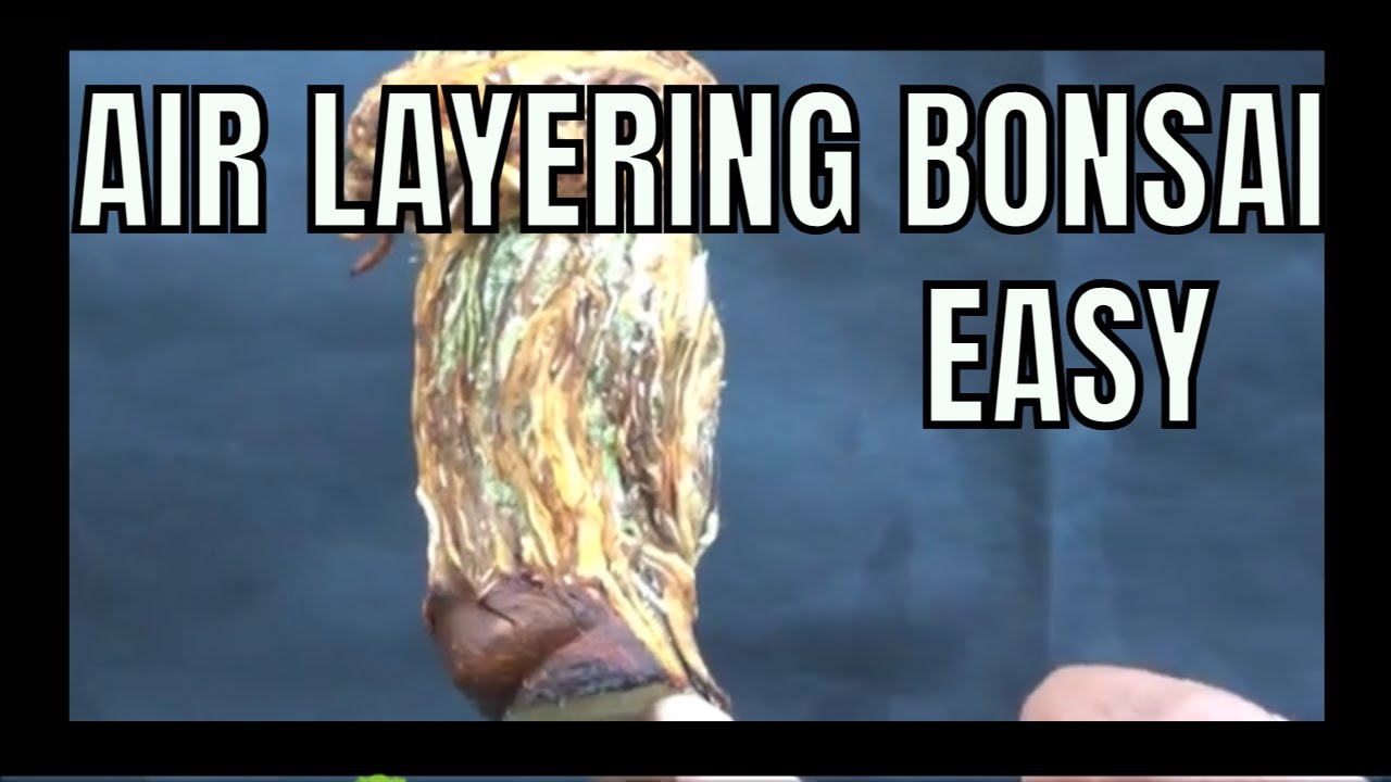 Best air layering for bonsai for beginners | mikbonsai, | mikbonsai ...